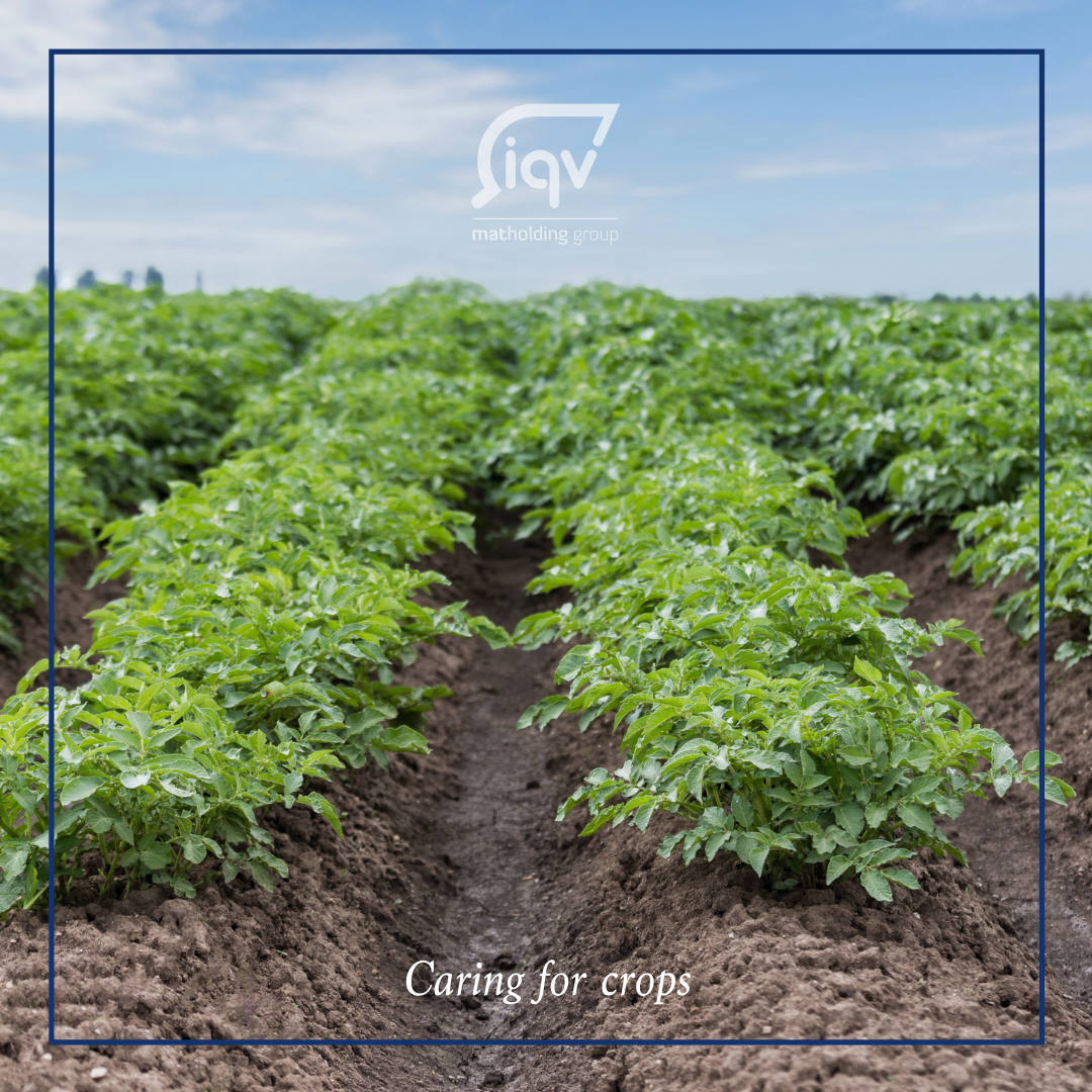 Fungal protection - IQV Matholding Group