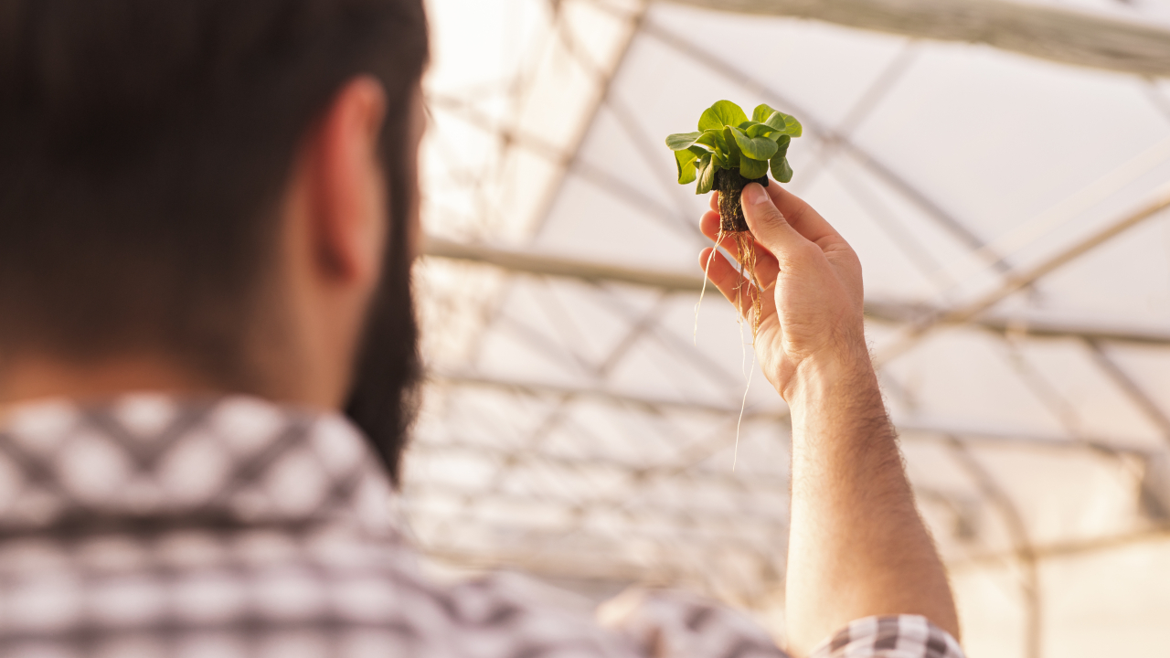 O que são tratamentos fitossanitários? - IQV Matholding Group?